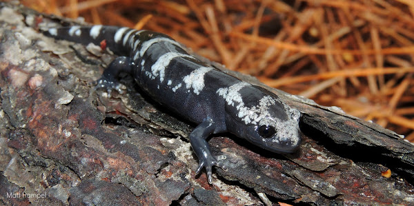 Marbled Salamander | Project Noah