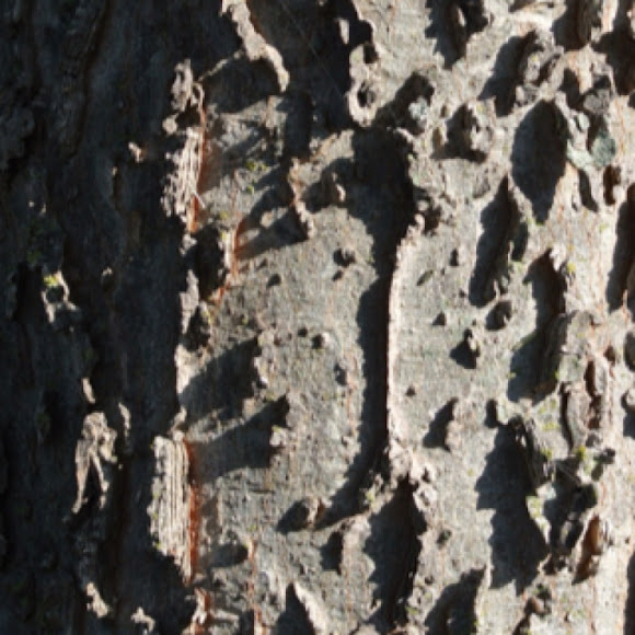 Hackberry Tree Bark | Project Noah