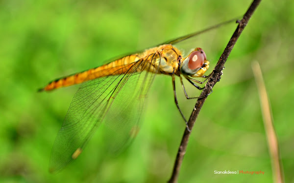 Pantala flavescens | Project Noah