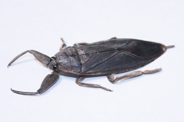 Water Bugs, ToeBiters, Alligator Ticks | Project Noah