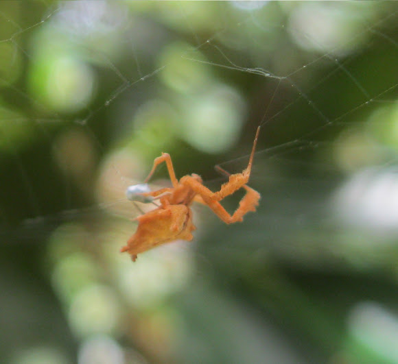 Feather-legged Spider | Project Noah