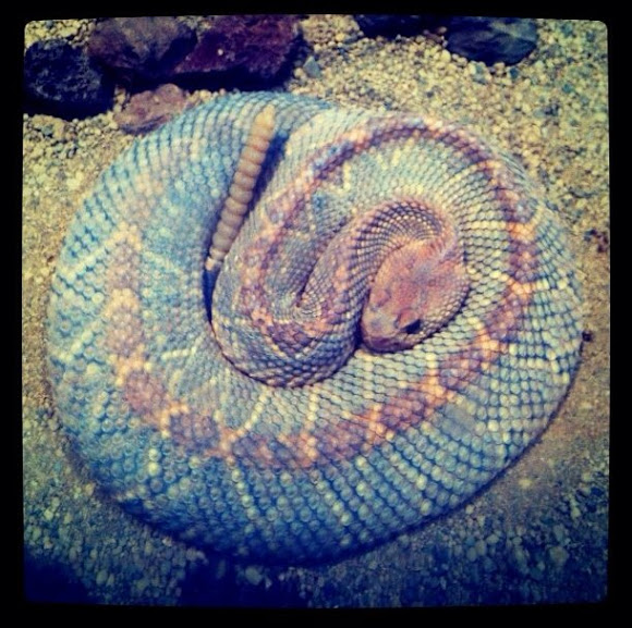 Aruba Island Rattlesnake | Project Noah