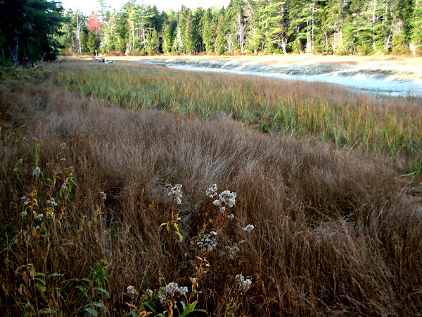 salt marsh grasses | Project Noah