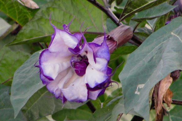 double purple Devil's Trumpet | Project Noah
