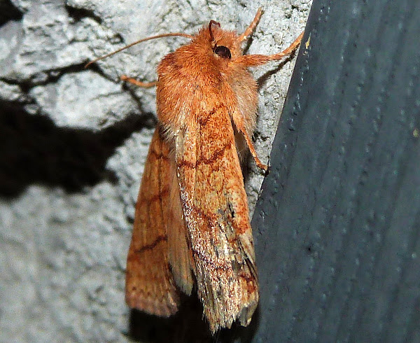 Mustard Sallow Moth | Project Noah