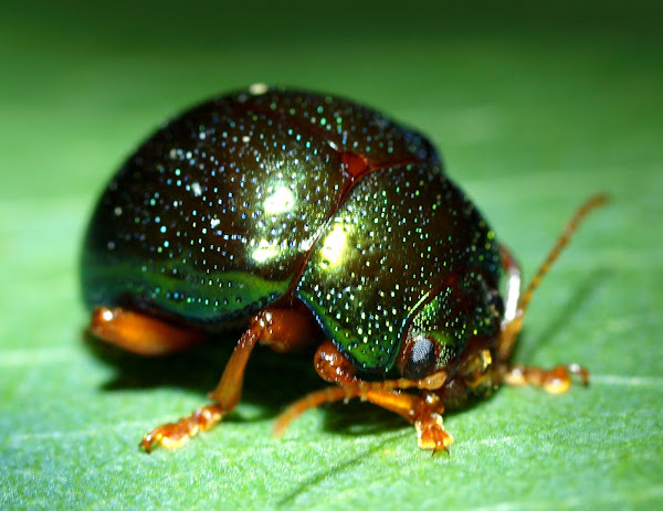 Metallic Green Leaf Beetle | Project Noah