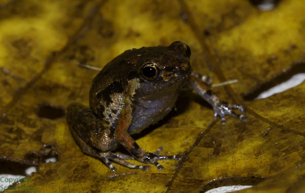Dull Frog | Project Noah