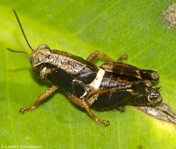 Grasshopper | Project Noah