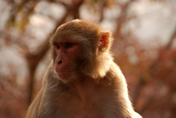 Indian rhesus macaque | Project Noah