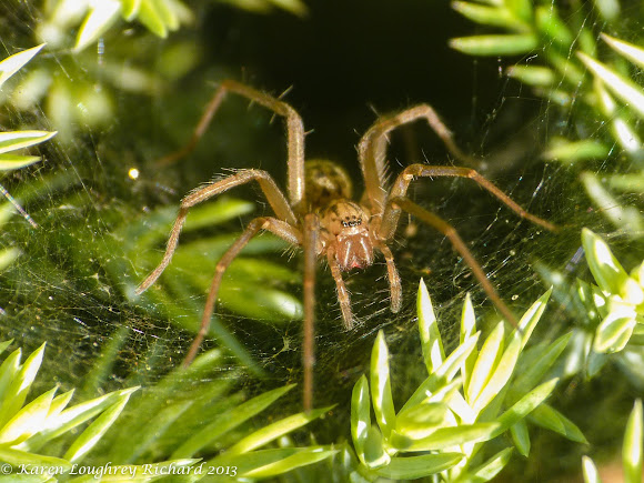 Dust spider | Project Noah