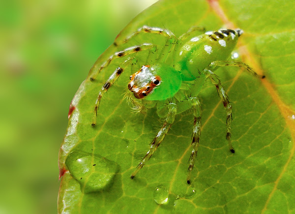 Epeus Indicus(Female) | Project Noah