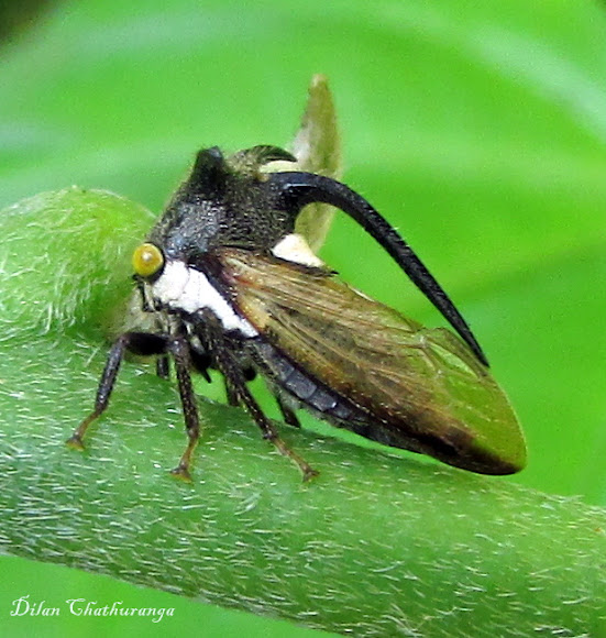 Thorn Mimicking Treehopper, Membracidae | Project Noah