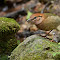 Rusty-naped Pitta | Project Noah