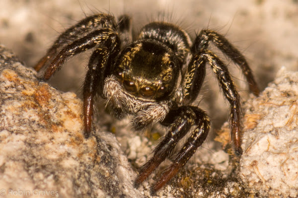 Bold Jumping Spider? | Project Noah