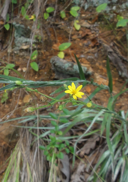 Narrowleaf Silkgrass | Project Noah