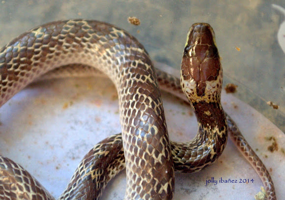 Common Wolf Snake | Project Noah