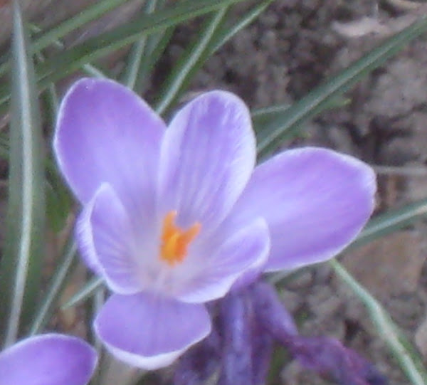 Crocus | Project Noah