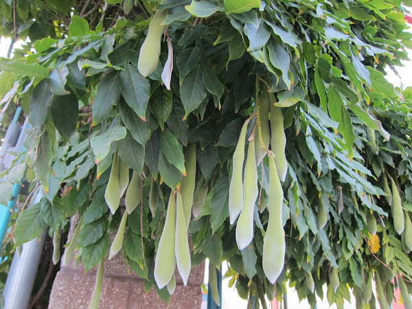 Wisteria seed pods | Project Noah