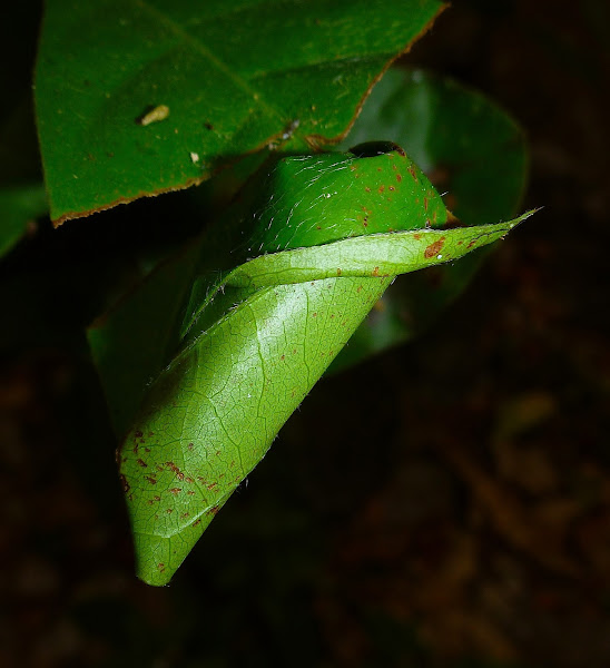 Rolled Leaves of a Leaf Rolling Weevil | Project Noah