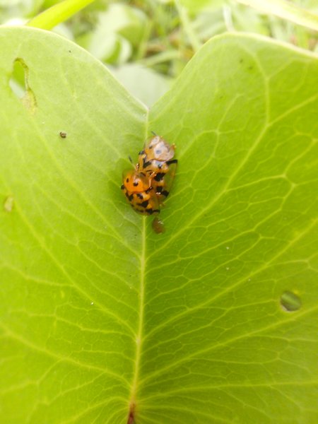 Tortoise Beetle | Project Noah