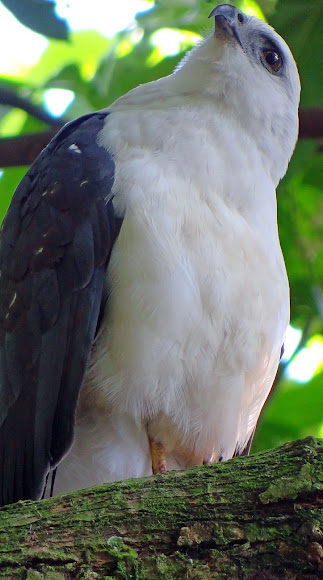White-necked Hawk | Project Noah
