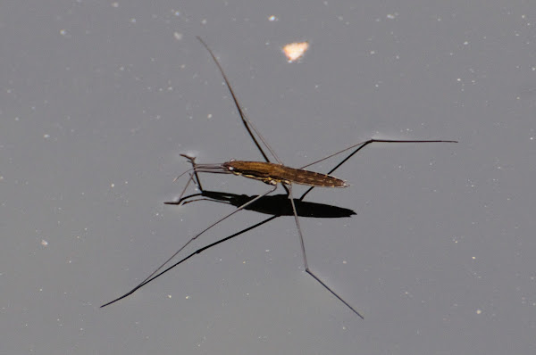 Water Strider; Zapatero | Project Noah