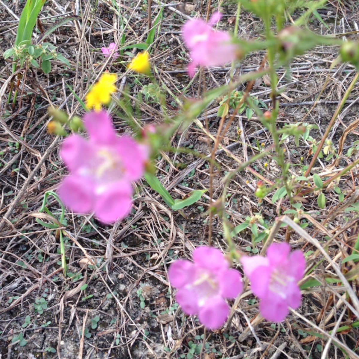 Purple gerardia | Project Noah