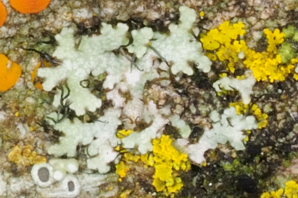 Lichens | Project Noah