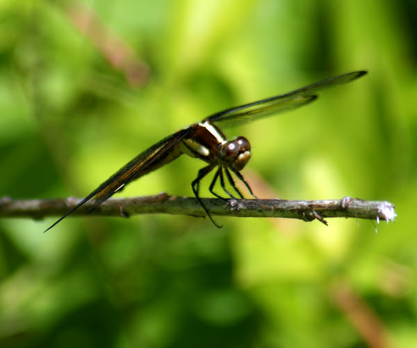 Spangled Skimmer | Project Noah