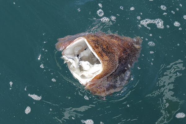 Australian Giant Cuttlefish (Dead) | Project Noah