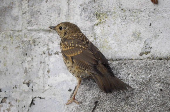 Song Thrush (juvenile) | Project Noah