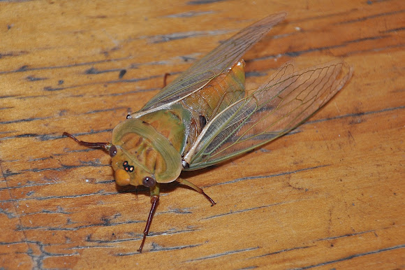 Yellow Monday Cicada | Project Noah