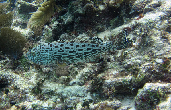 Yellowfin Grouper | Project Noah