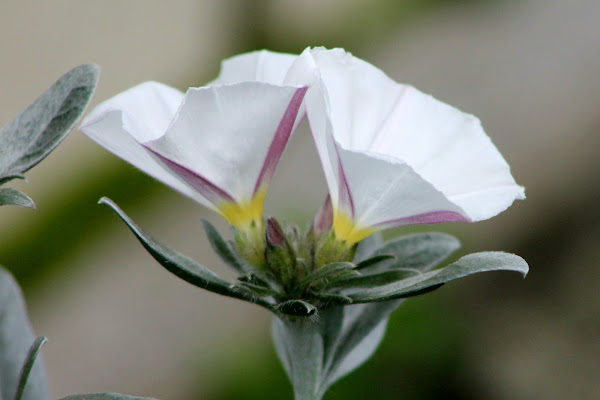 Convolvulus | Project Noah