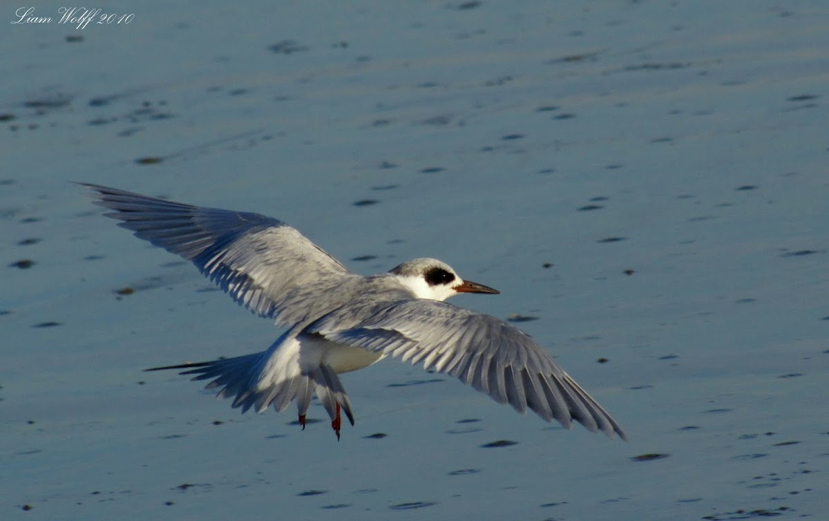 Forster's Tern | Project Noah