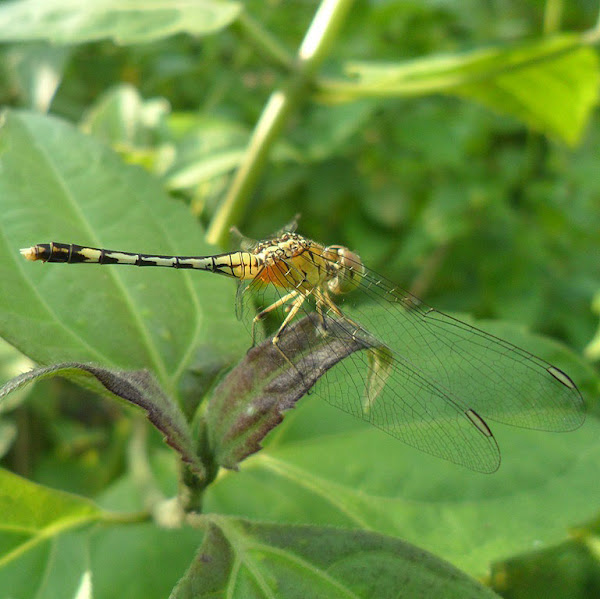Blue Percher - Female | Project Noah