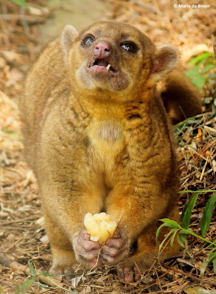 Kinkajou | Project Noah