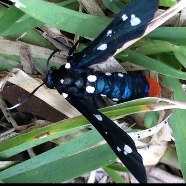 Polka Dot Wasp Moth | Project Noah