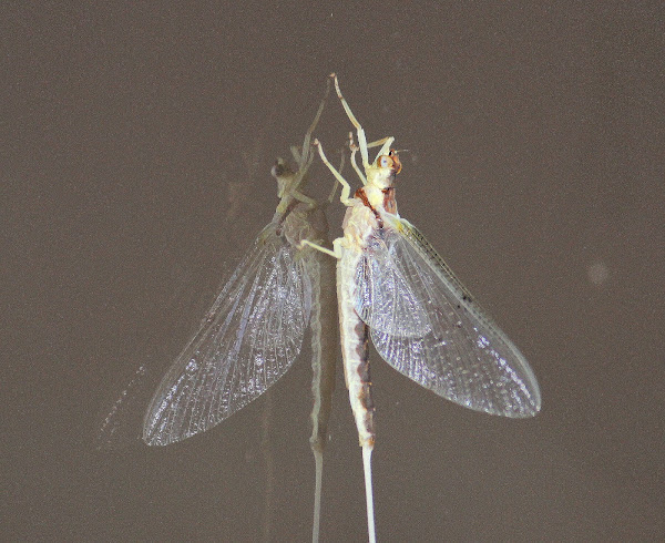 Giant mayfly | Project Noah