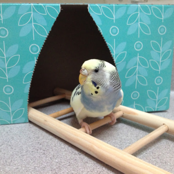 Hobo Jo the Budgie | Project Noah