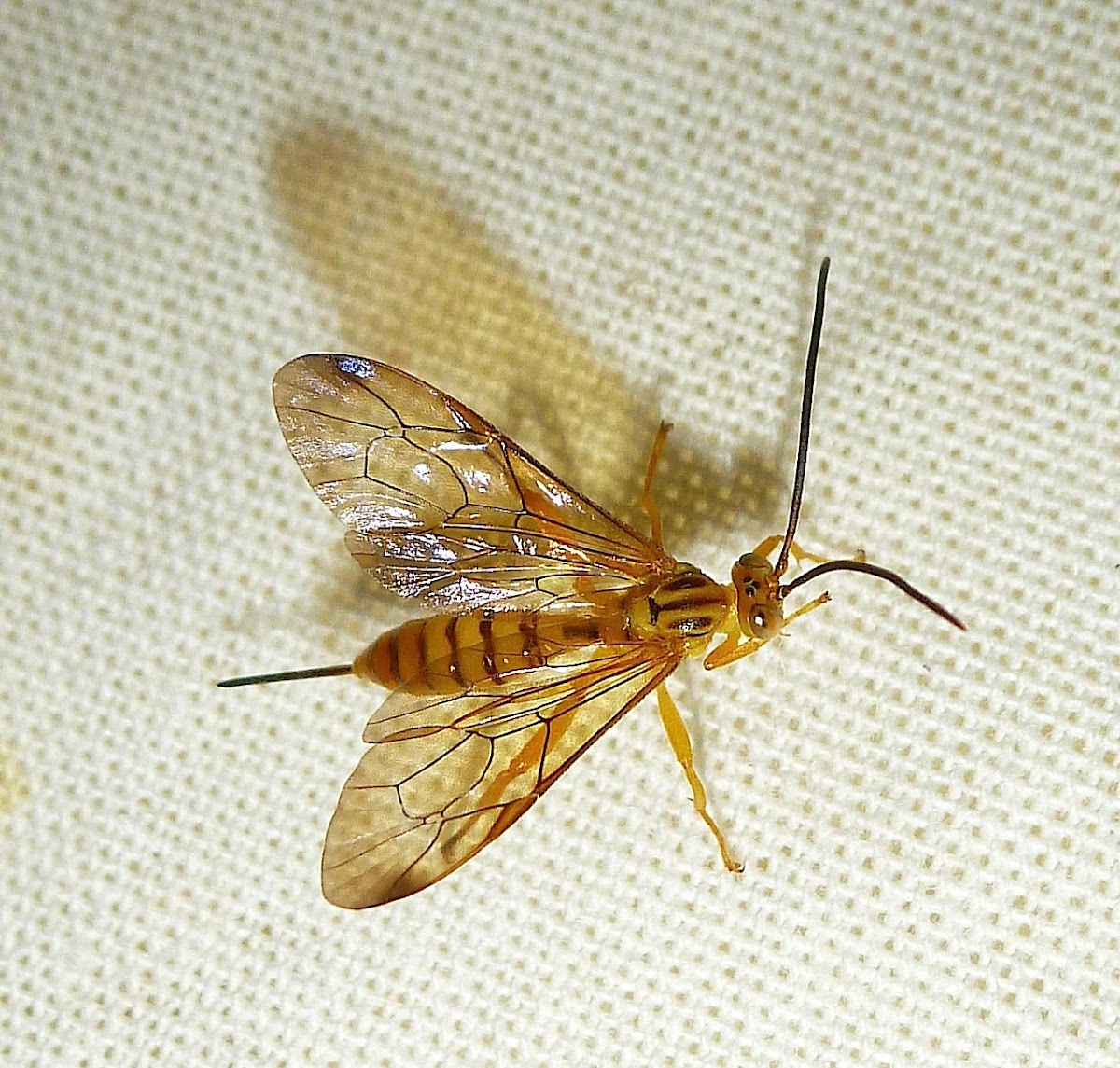 Ichneumonid Wasp | Project Noah