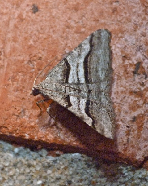 Curve-lined angle | Project Noah