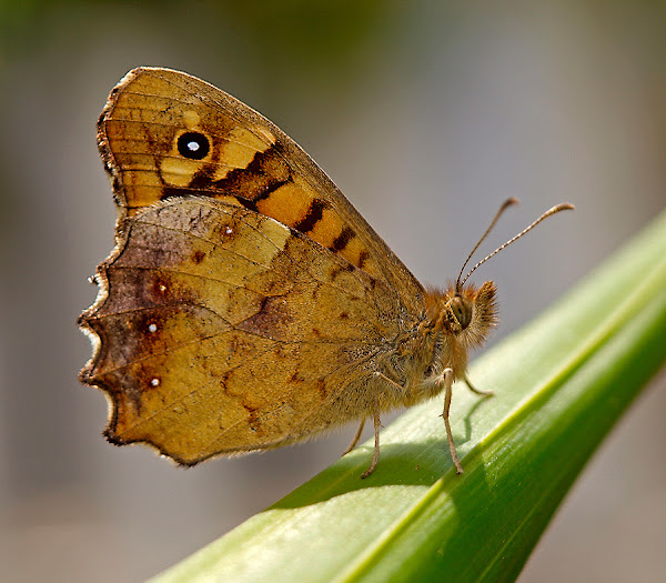 Maculada (Speckled Wood) | Project Noah
