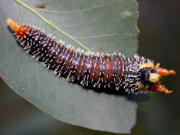 Spitfire caterpillar | Project Noah