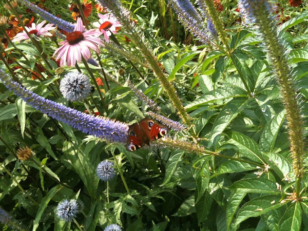 European Peacock | Project Noah
