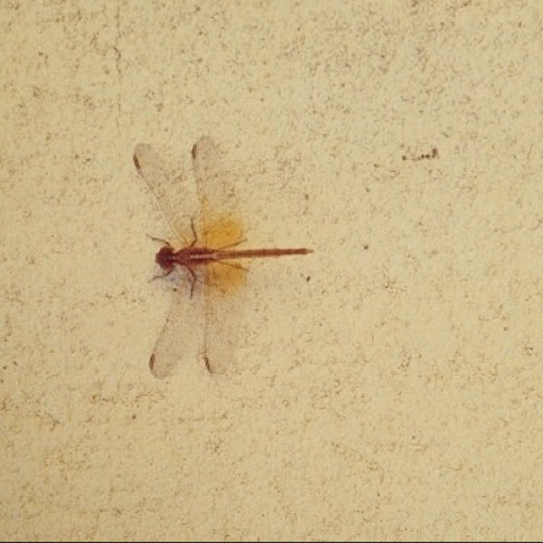 Dragonfly | Project Noah