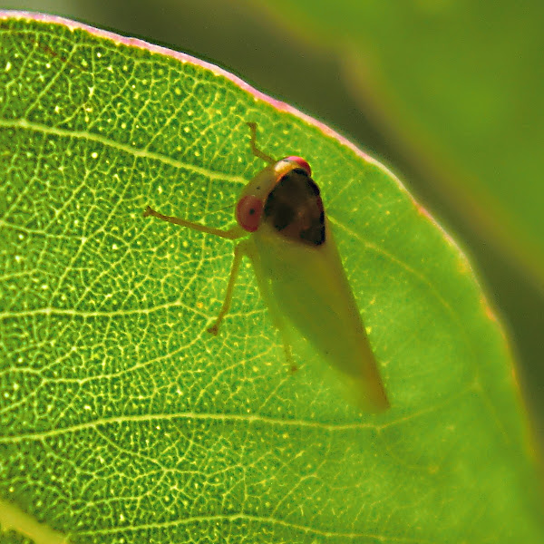 Green hopper #2 | Project Noah