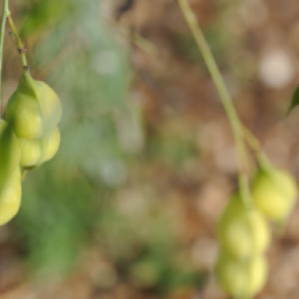 Bagpod, Bladderpod | Project Noah