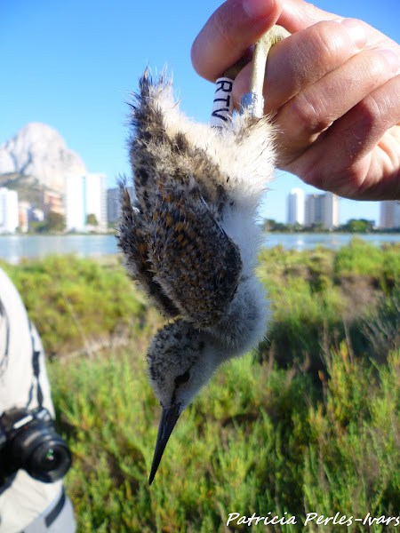 Black-winged Stilt | Project Noah