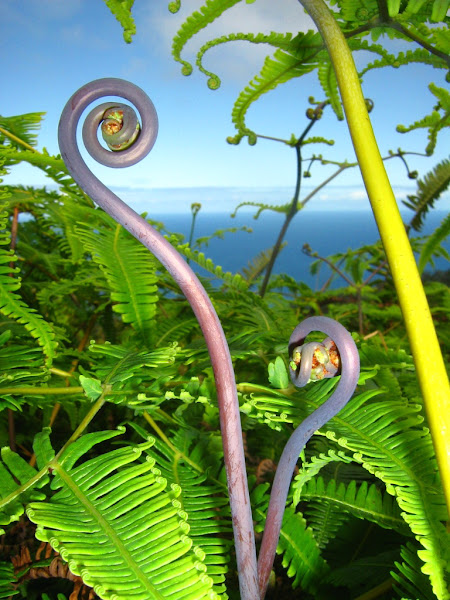 'Uluhe Fern | Project Noah